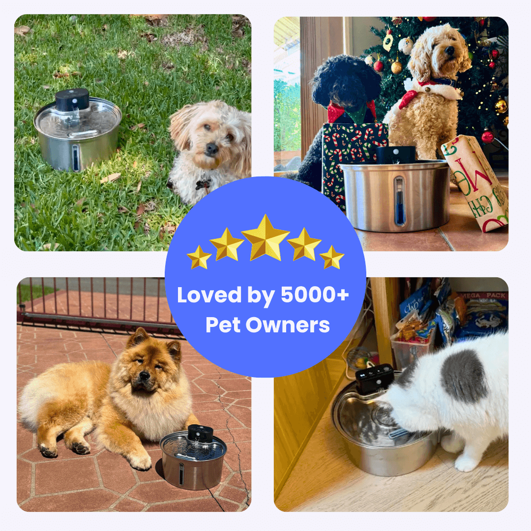 PamperPet™ FlowEase Fountain